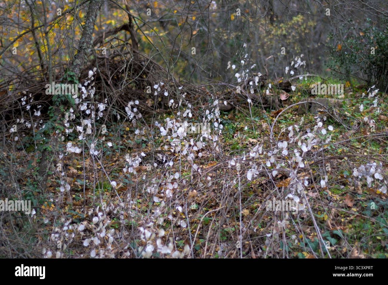 Seed pods detail hi-res stock photography and images - Alamy