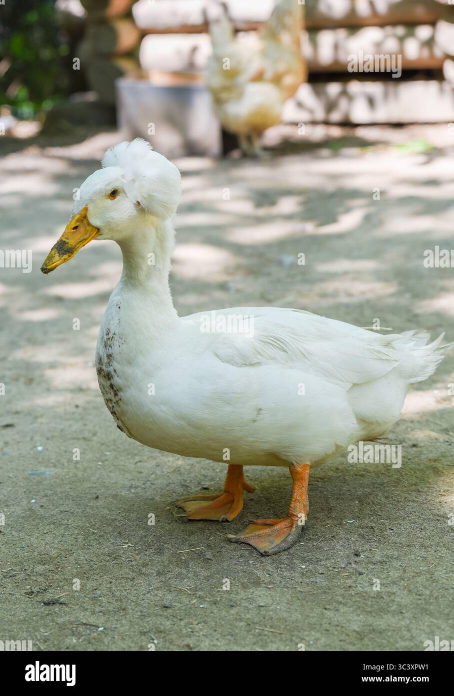 Vertical view of a white Pekin crested duck standing sideways on a ...
