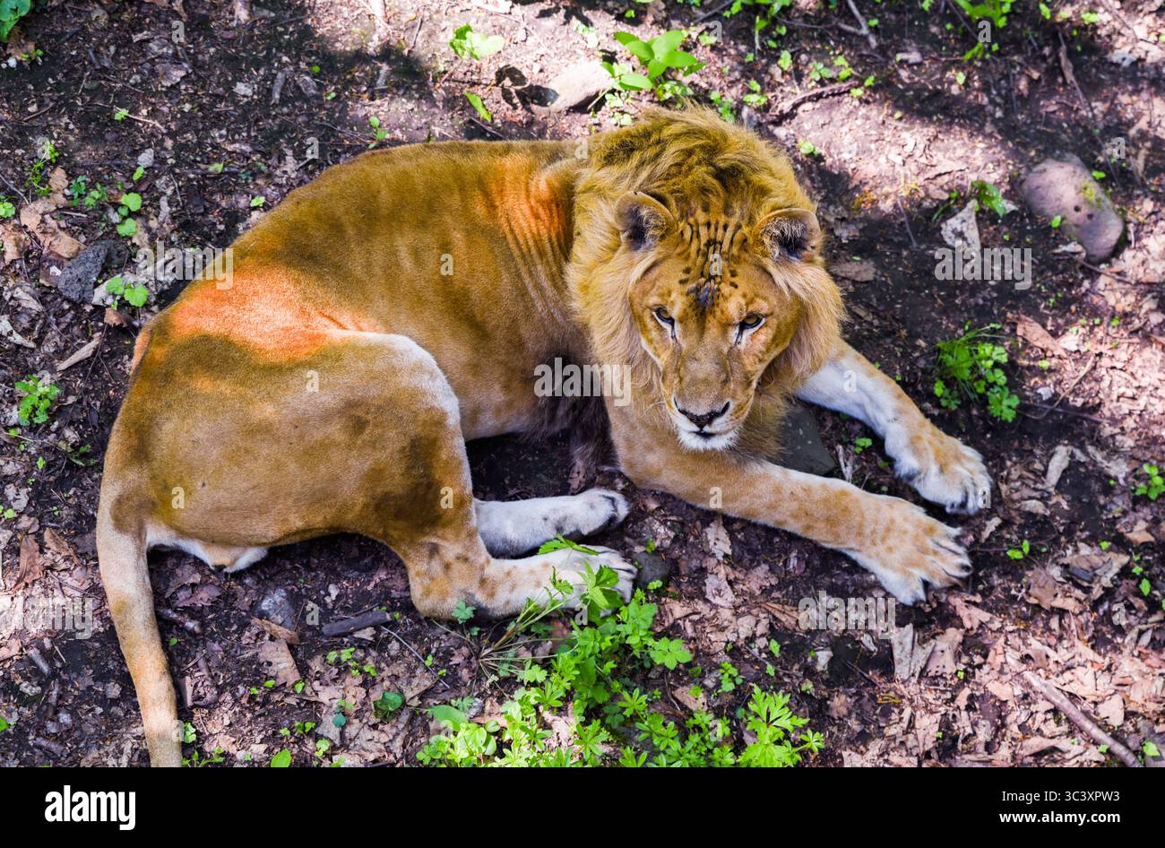 Close view of a male lion resting on forest floor, gazing to the side ...