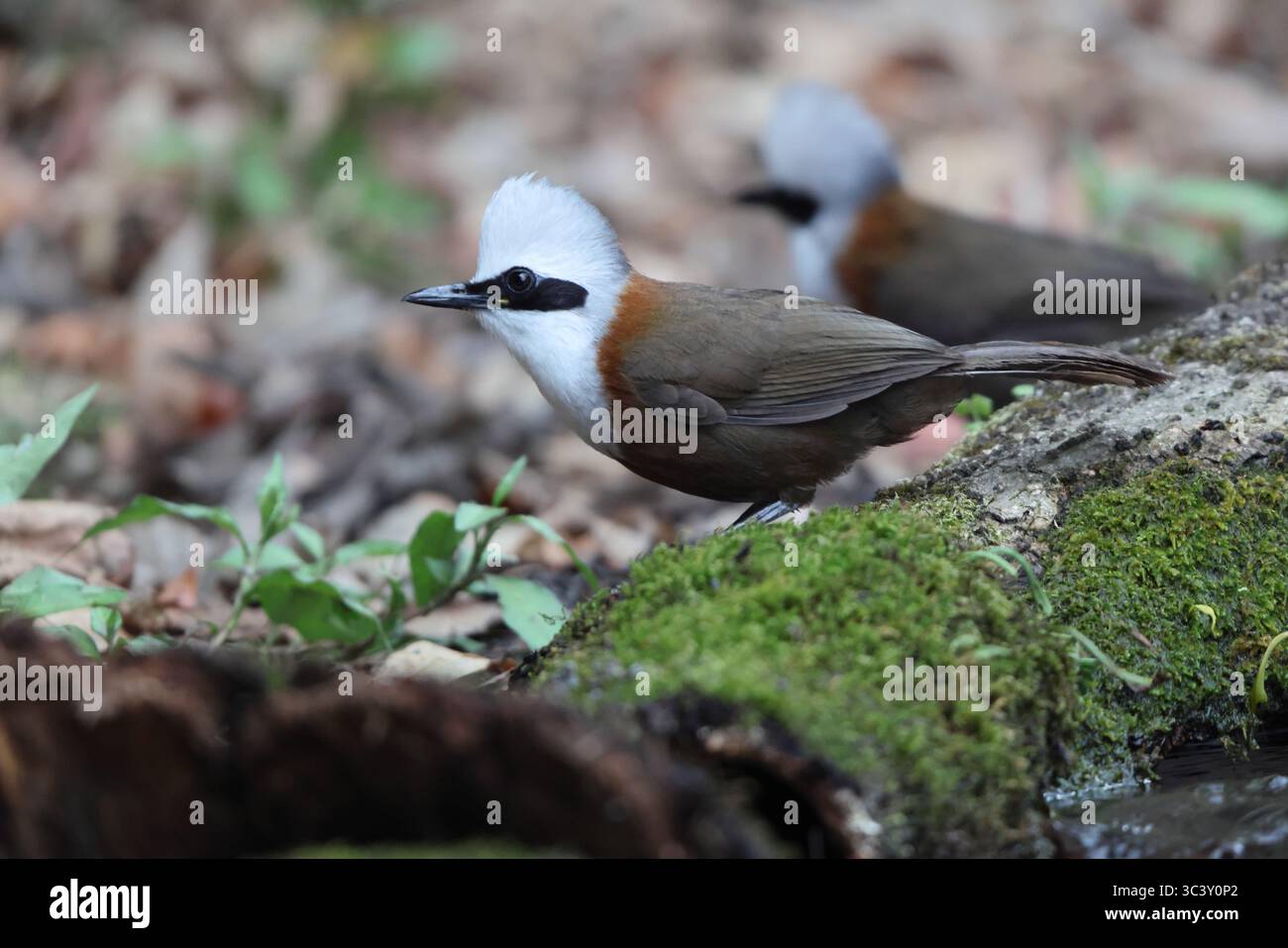 The white-crested laughingthrush (Garrulax leucolophus leucolophus) is ...