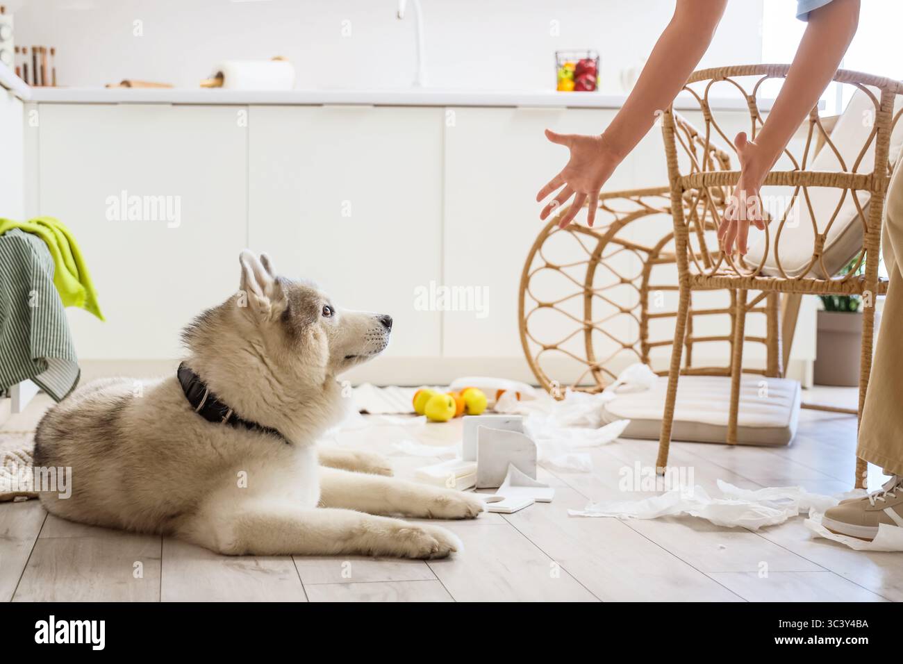 Woman scolding dog mess hi-res stock photography and images - Alamy