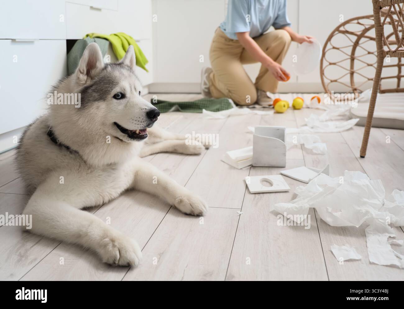 Cleaning floor cute dog in hi-res stock photography and images - Alamy