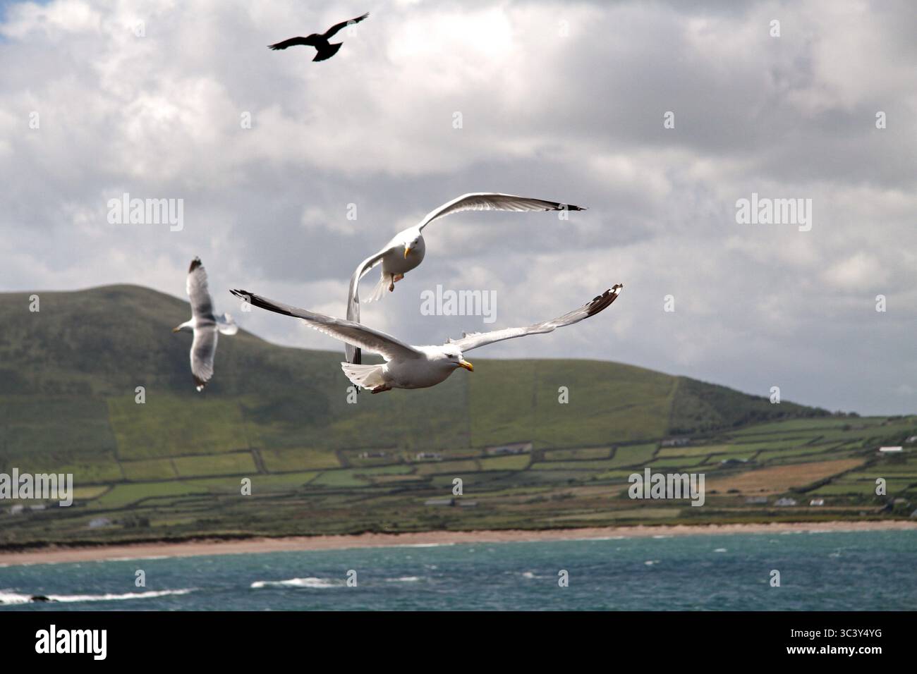 Flying Gulls Soaring Gracefully in the Clear Blue Sky Stock Photo - Alamy
