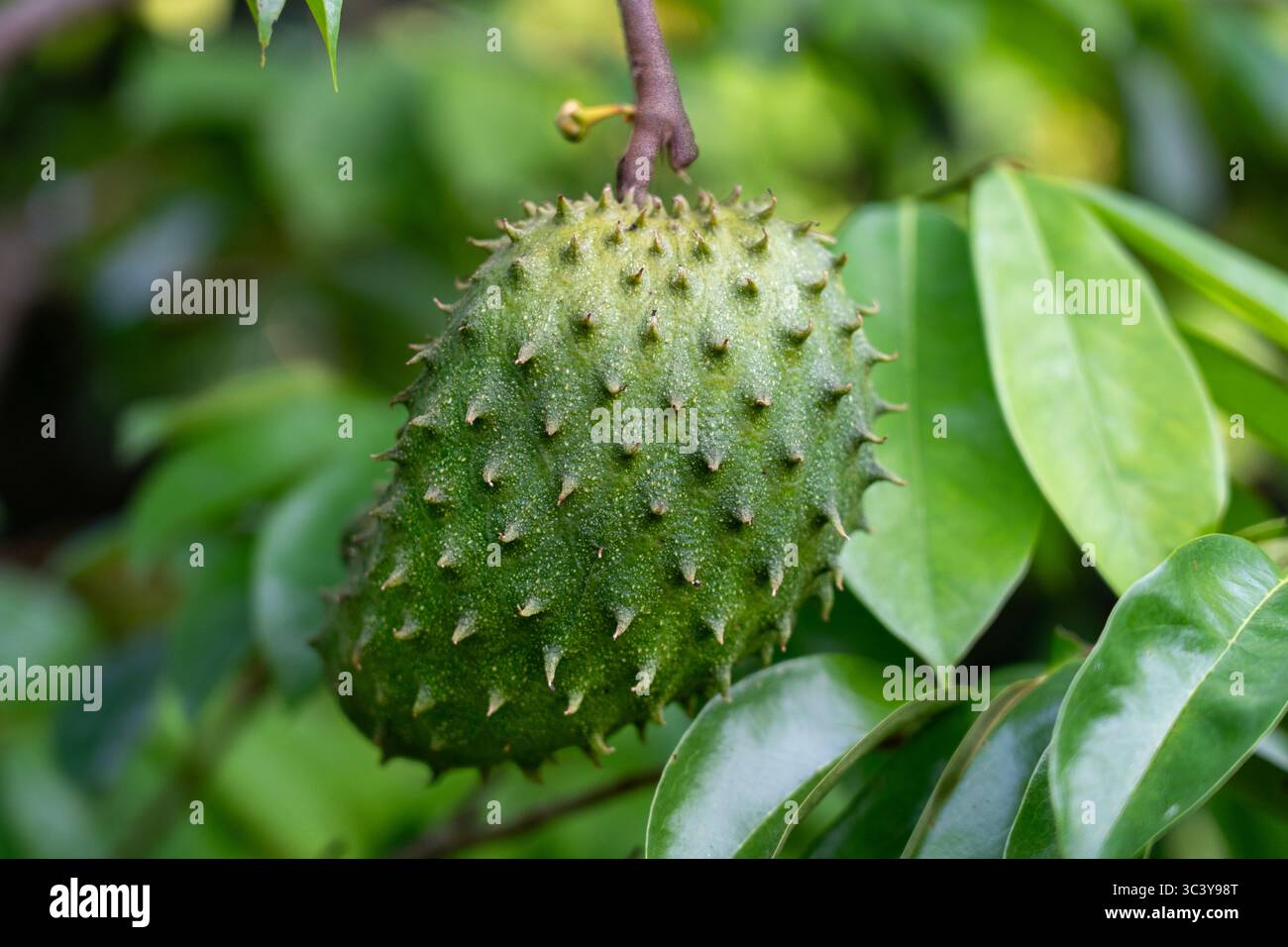 Oval shaped fruit hangs hi-res stock photography and images - Alamy