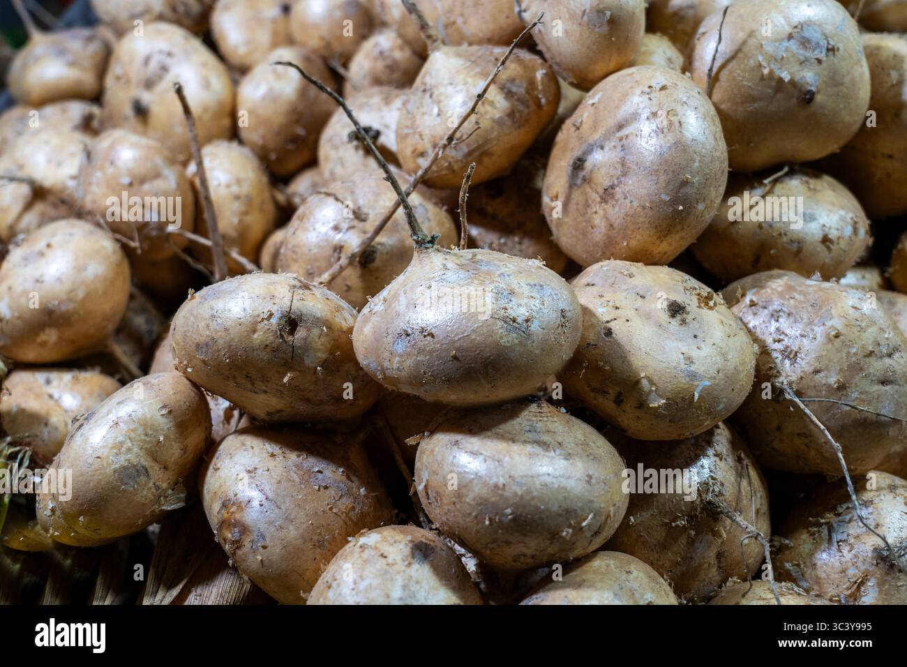 Singkamas hi-res stock photography and images - Alamy