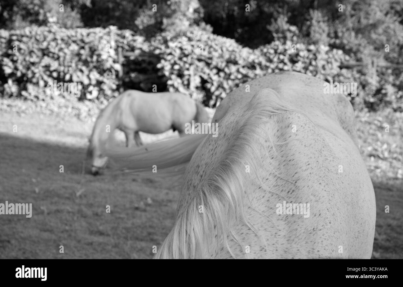 Rustic monochrome equestrian detail hi-res stock photography and images - Alamy