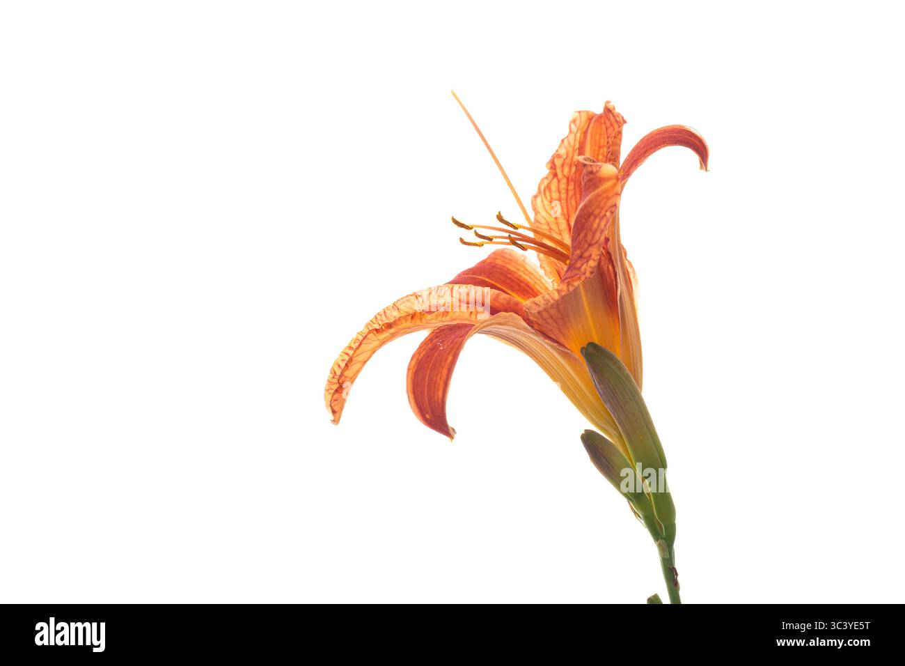 Beautiful white flower blossomed Cut Out Stock Images & Pictures - Alamy