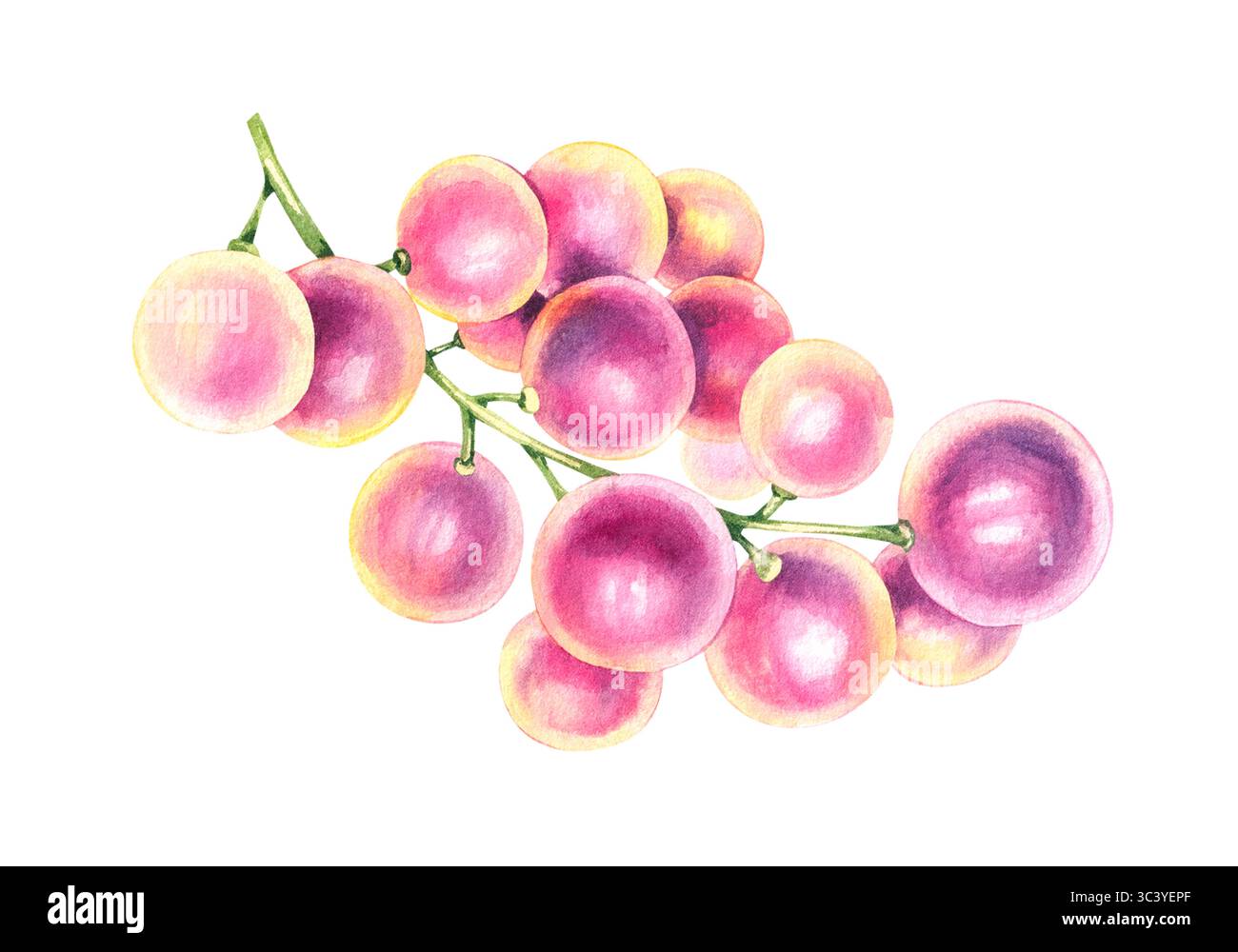 Semi fig Cut Out Stock Images & Pictures - Alamy