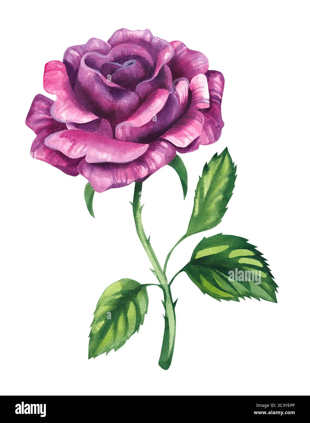 Semi fig Cut Out Stock Images & Pictures - Alamy