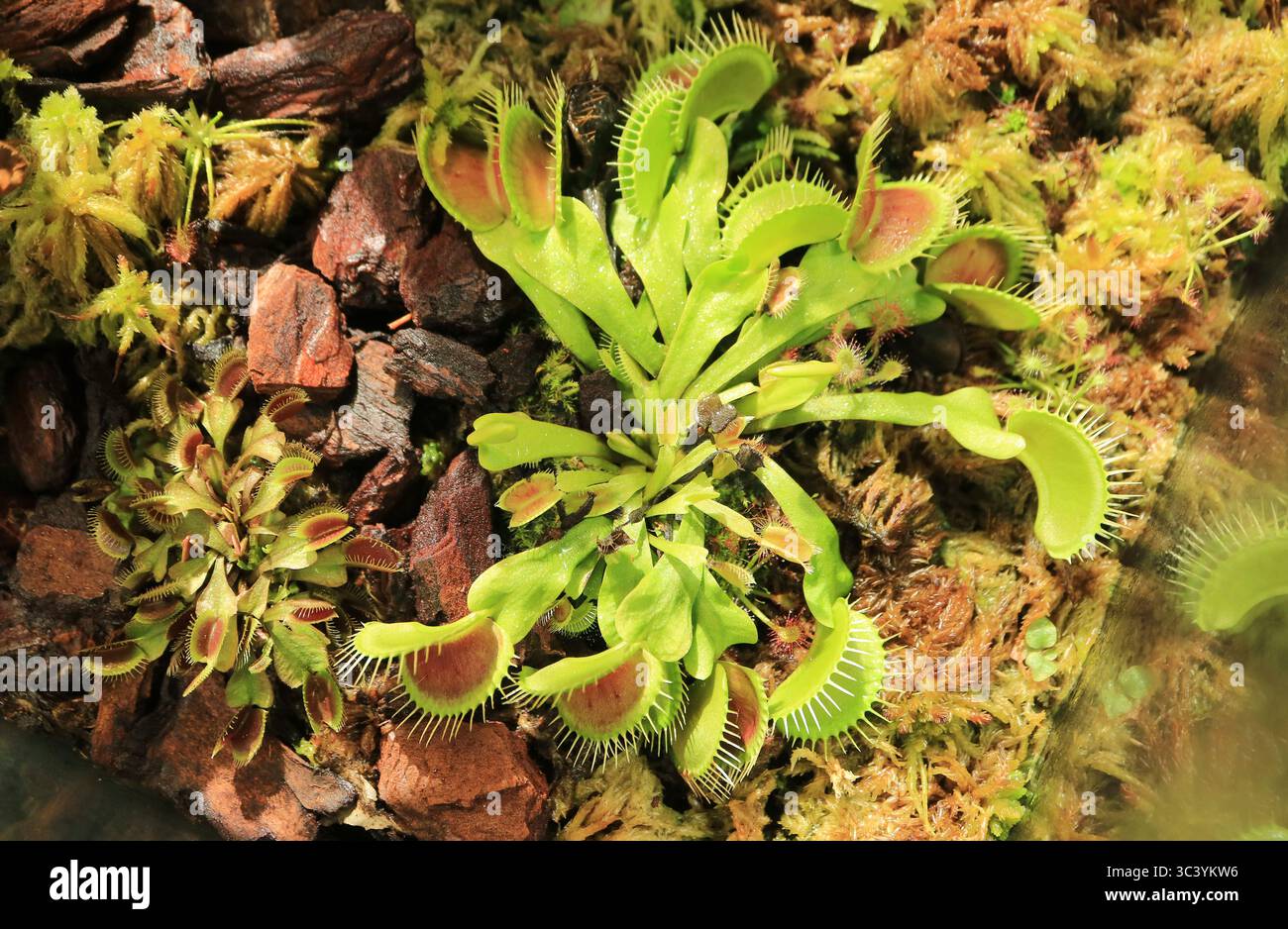 Venus Flytrap (Dionaea Muscipula) reveals nature’s paradox of beauty ...