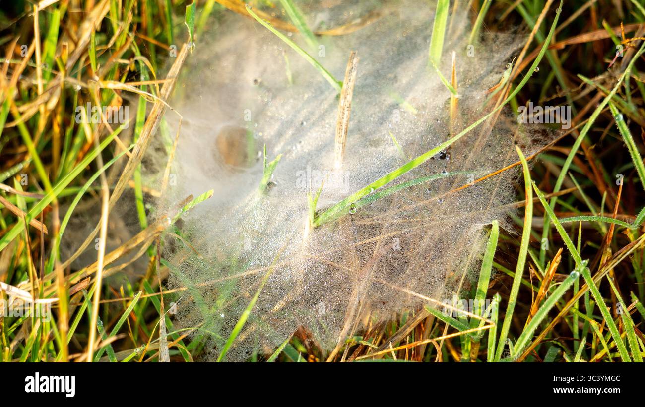 Ground spider webs often funnel hi-res stock photography and images - Alamy