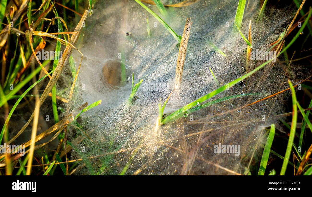 Ground spider webs. It is often funnel-shaped webs built by grass ...