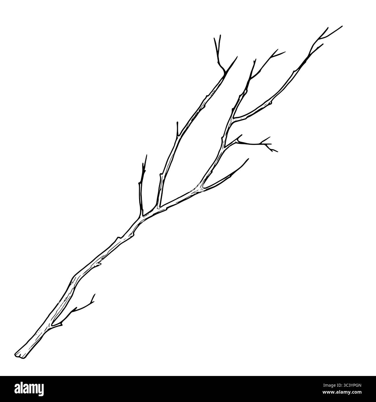 Tree branch with thin twigs silhouette black and white sketch. Vector ...