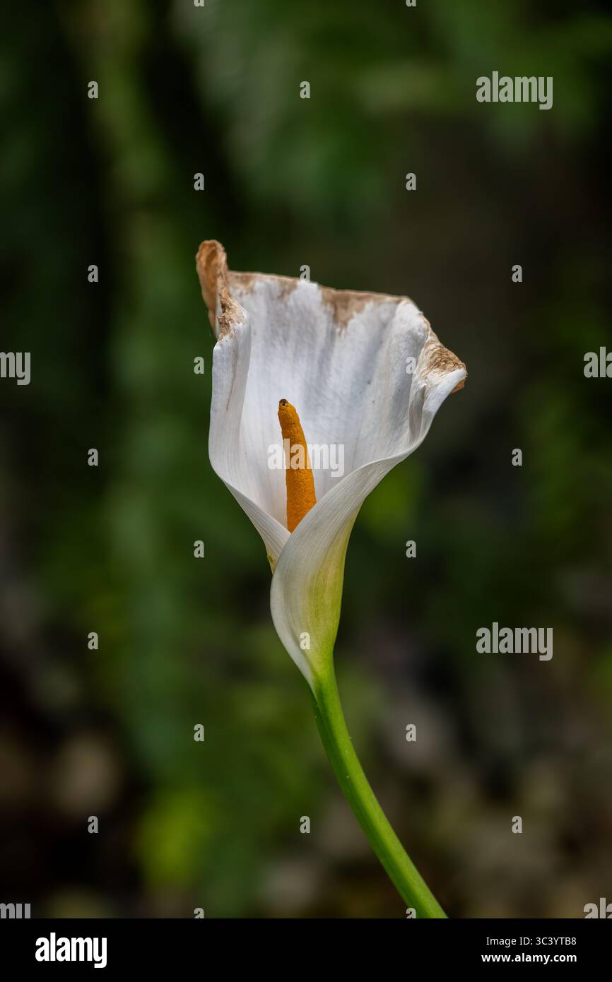 White flower of Zantedeschia aethiopica or calla lily, arum lily, plant ...