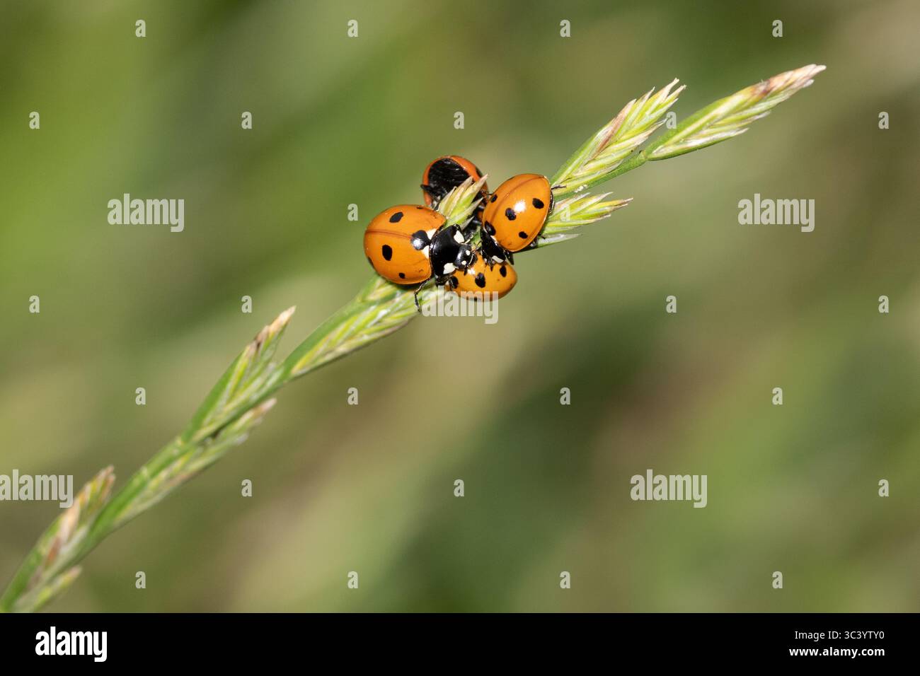 6 spot ladybird hi-res stock photography and images - Alamy