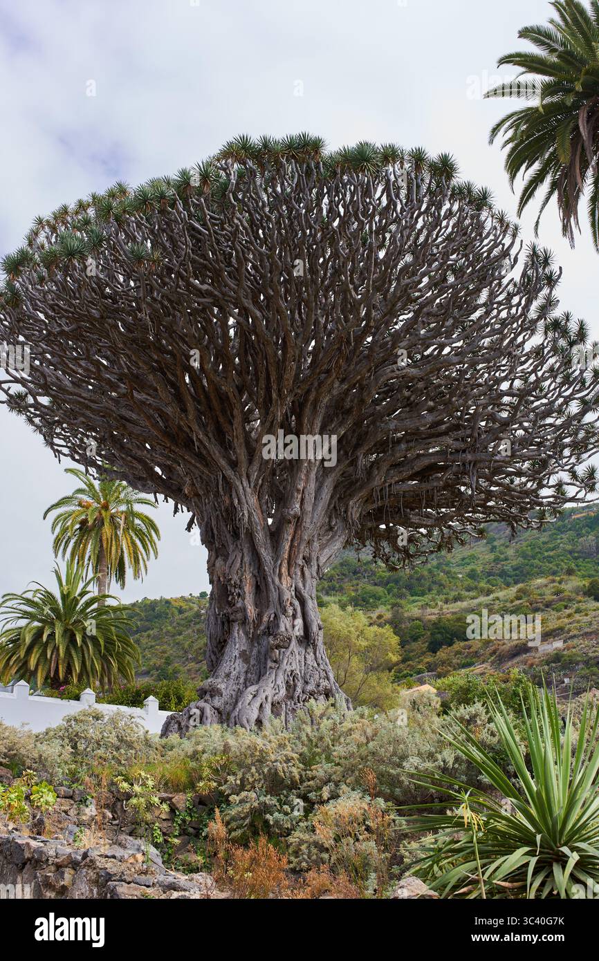 The ancient and massive Drago Milenario (Dracaena draco) tree in Icod ...