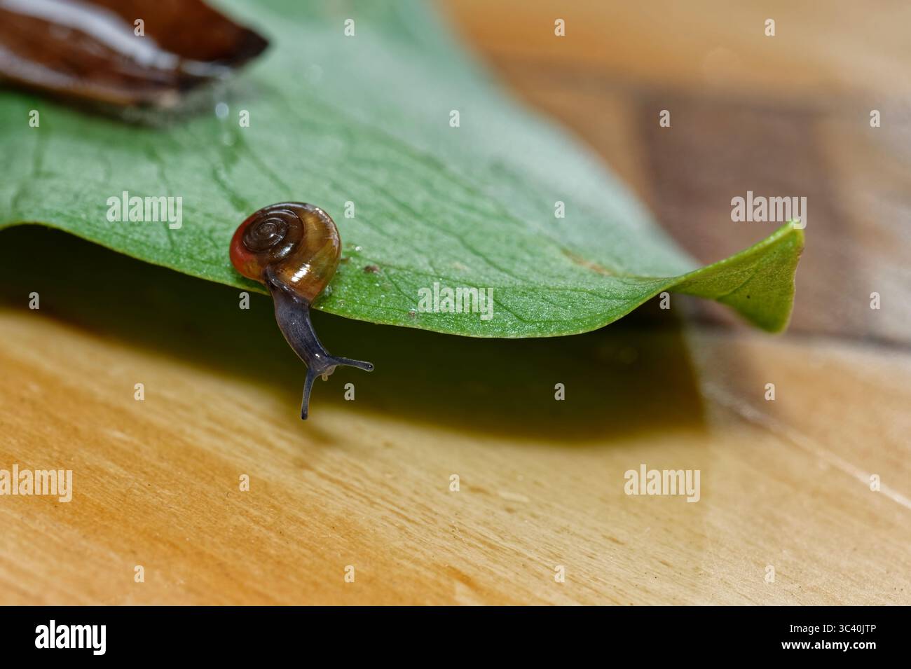 A tiny glass snails has extended its neck over the edge of a leaf. It's ...