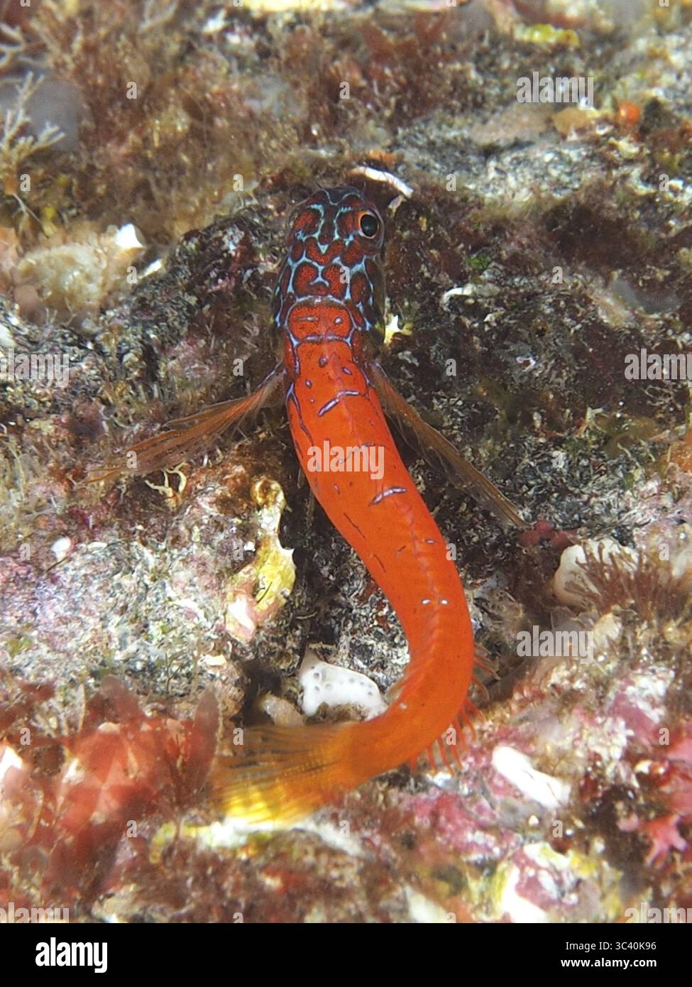 Long bony tail hi-res stock photography and images - Alamy