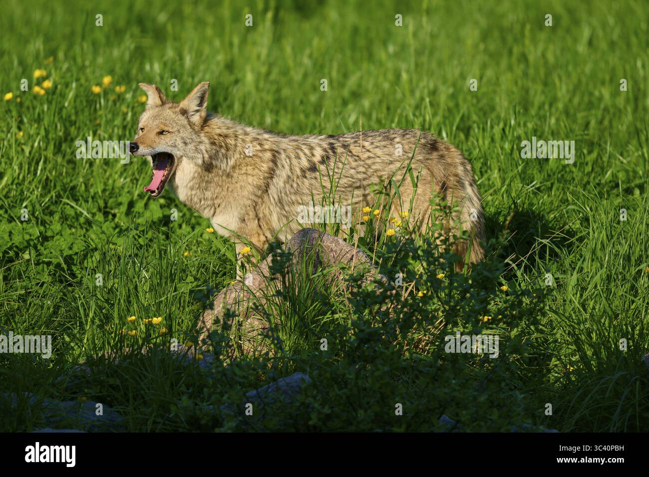 Coyote standing in the grass and yawning, surrounded by blooming spring ...