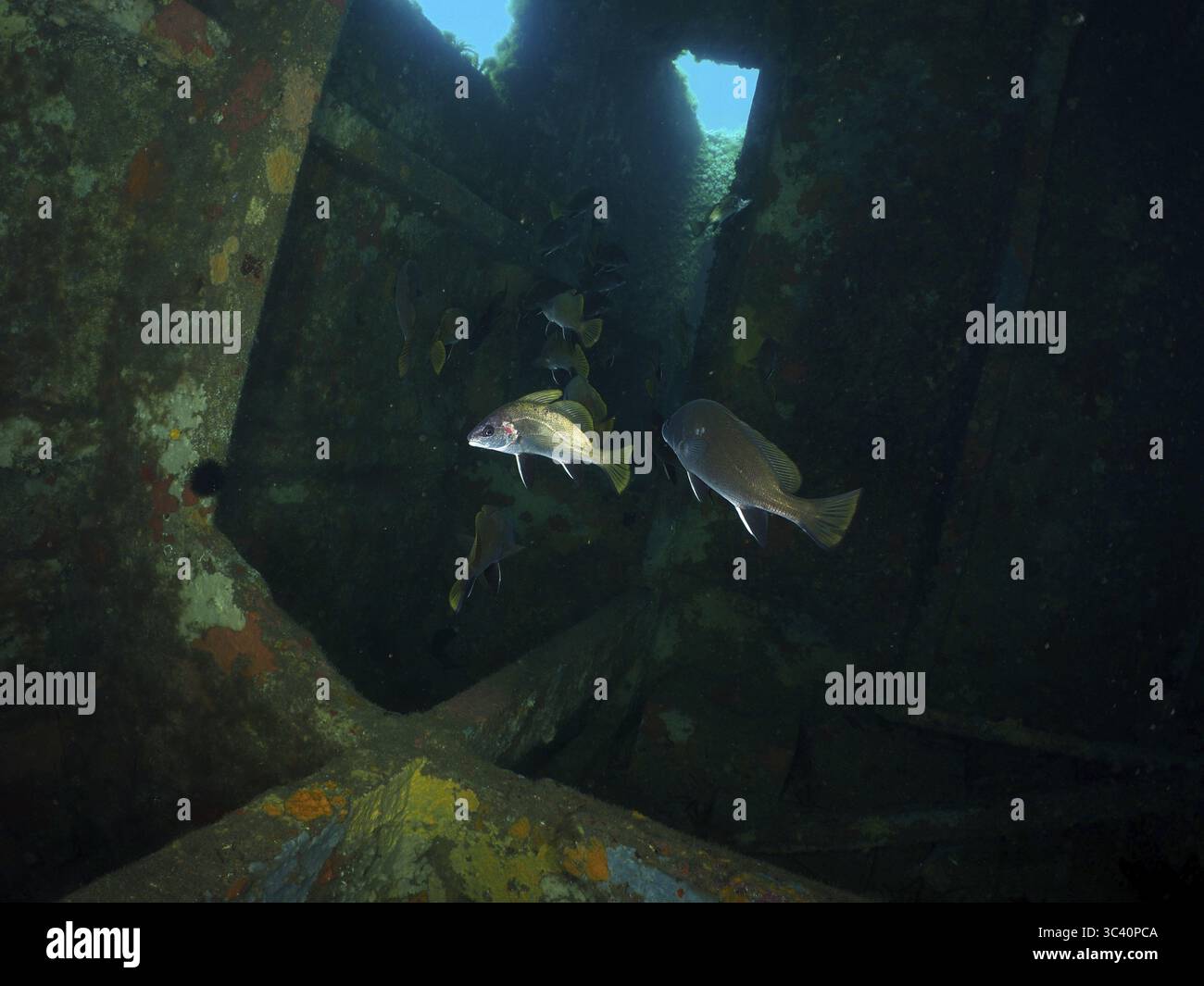 Dark shipwreck under water with passing sea ravens (Sciaena umbra) and ...