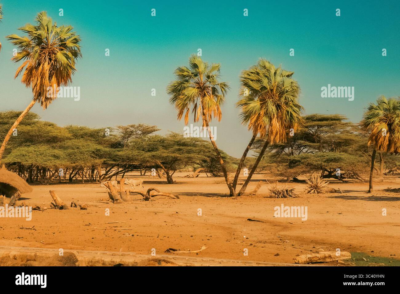 Camels and goats at an oasis amidst acacia and palm-tree in Kalacha ...