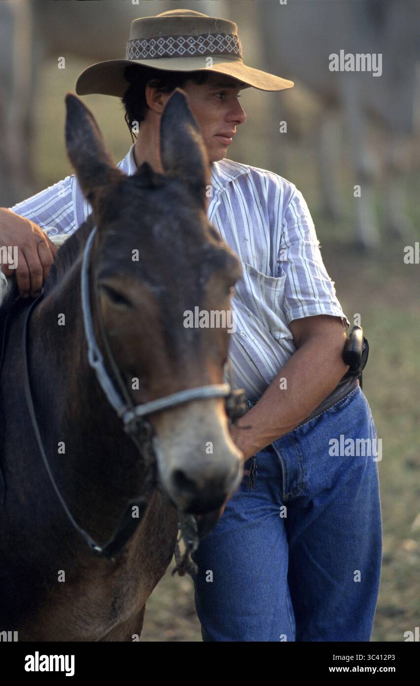 Brazil's Pantanal Wetland Stock Photo - Alamy