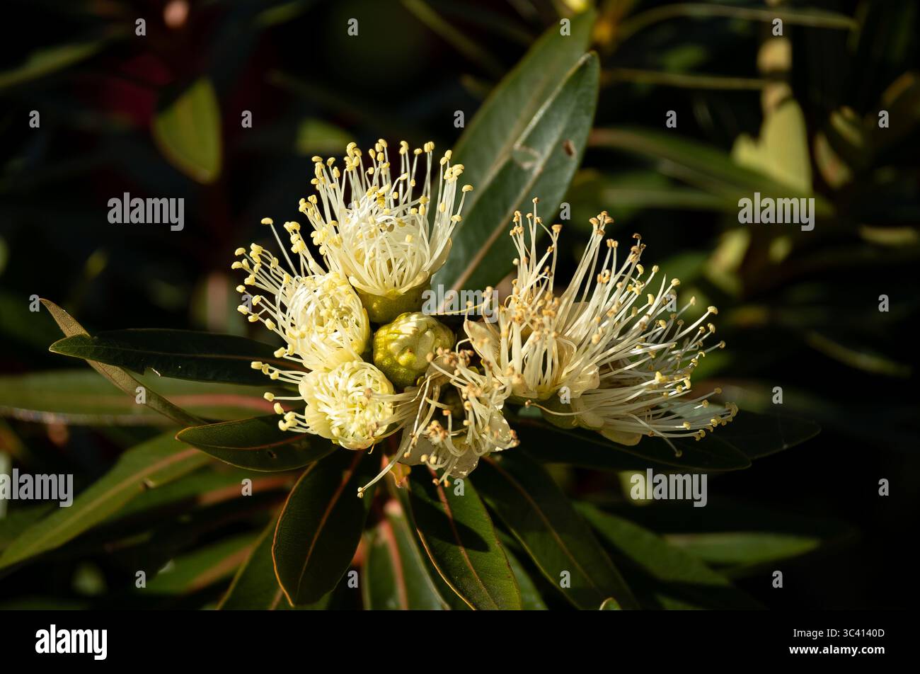 Cluster of fluffy creamy white flowersand buds of Little Penda ...