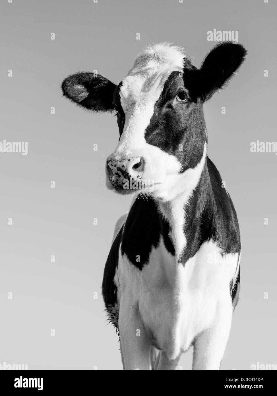 Vertical black and white photo of a Holstein cow standing, posing and ...