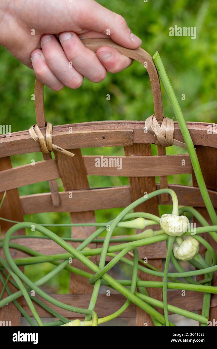 Garlic scapes basket hi-res stock photography and images - Alamy