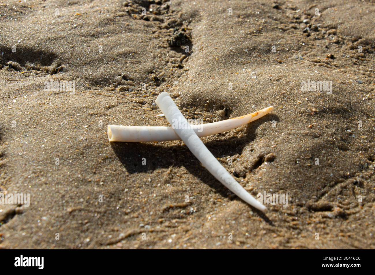 An unusual marine mollusc, the Tusk Shell lives in sandy habitats below ...