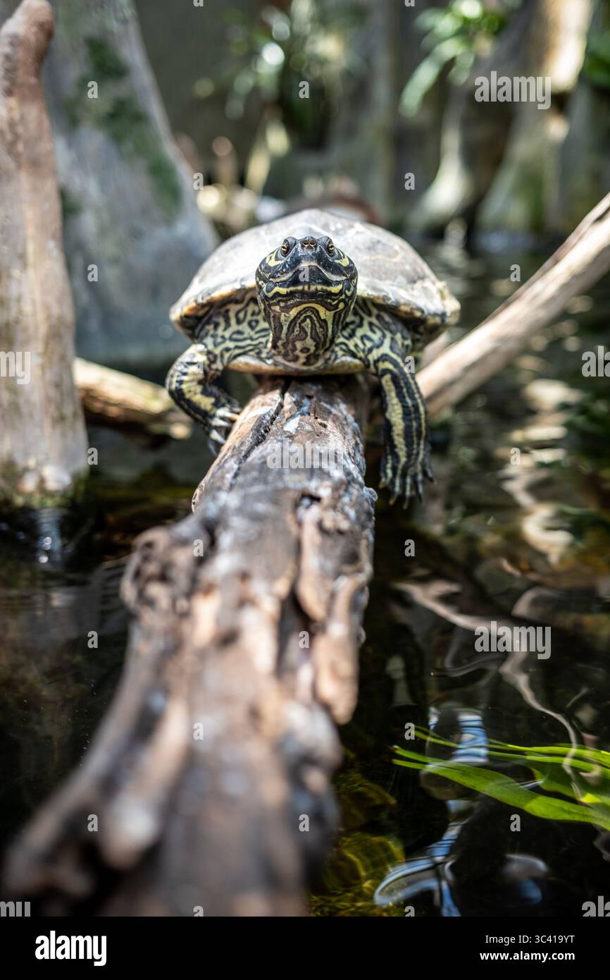 A turtle perched on a log in a mangrove swamp, Tampa, Florida Stock ...