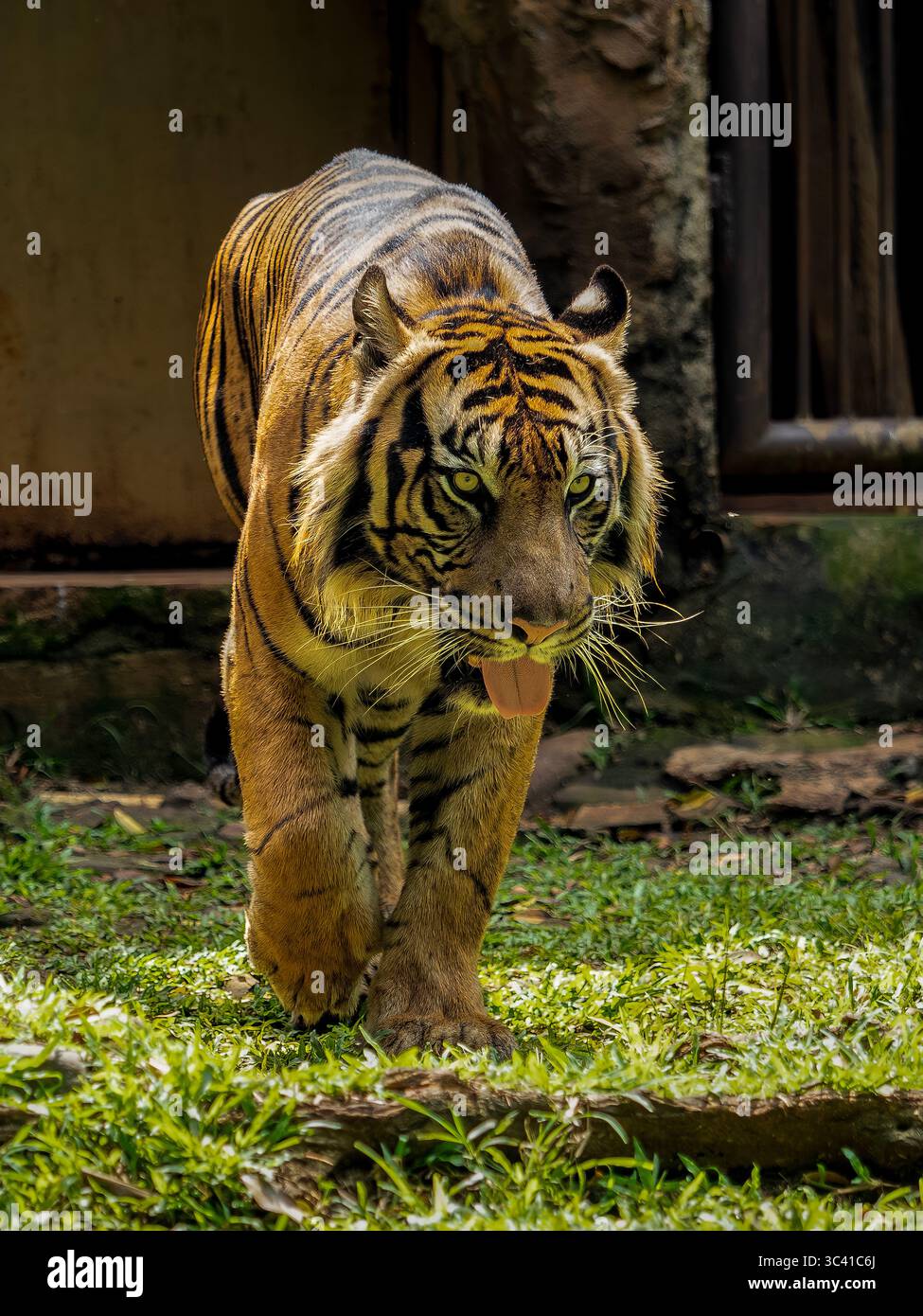 Sumatra Tiger in the Ragunan Zoo Stock Photo - Alamy