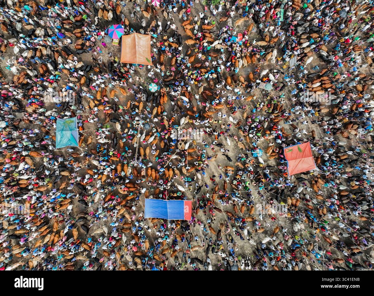 Aerial view of a bustling animal market teeming with livestock and ...