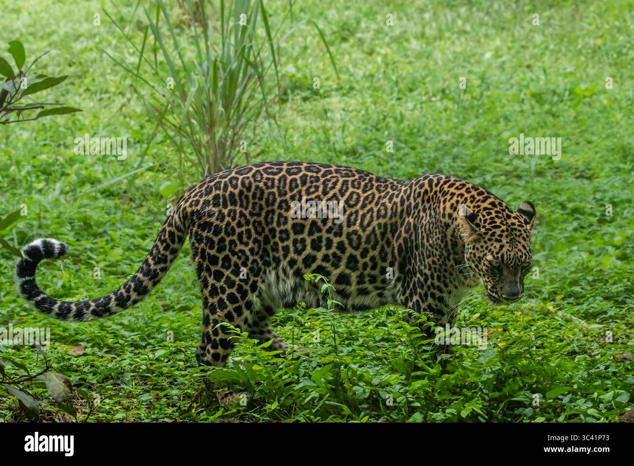Female leopard walking in natural green background. Indian Leopard ...