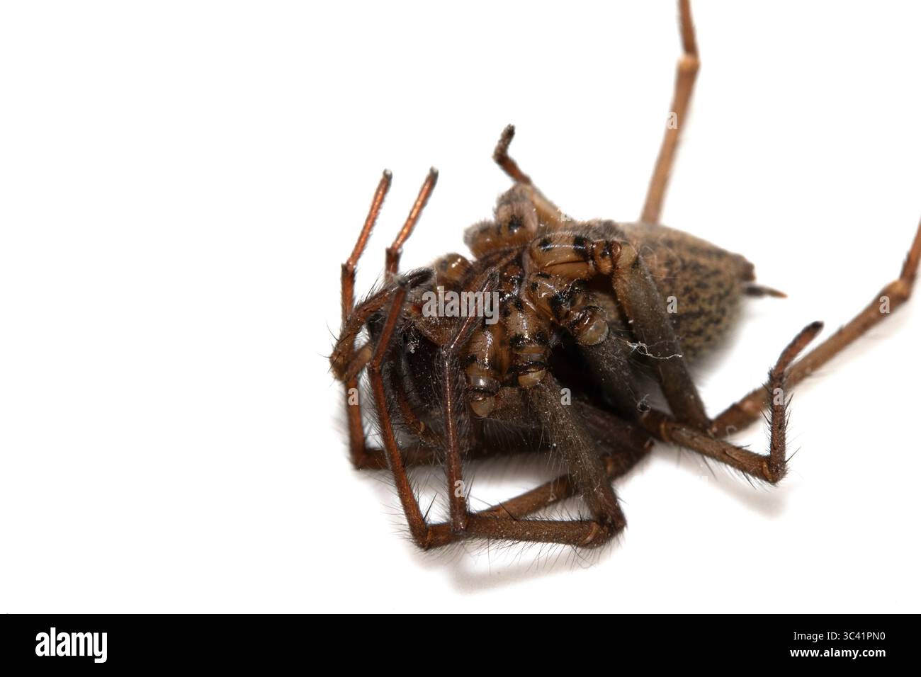 Large Dead House Spider on a White Background Stock Photo - Alamy