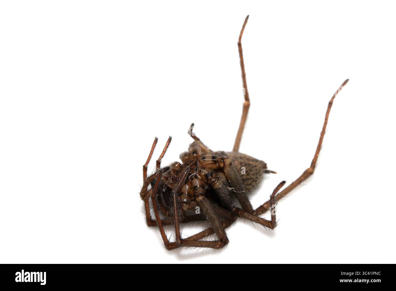 Large Dead House Spider on a White Background Stock Photo - Alamy