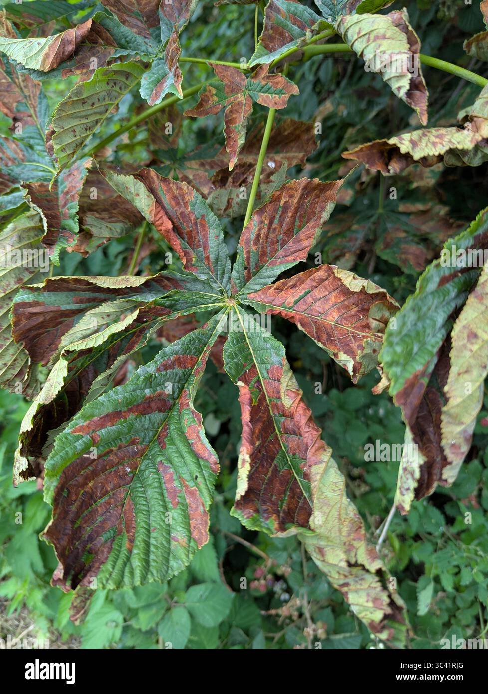 Damage to horse chestnut leaves caused by leaf mining moth caterpillars ...