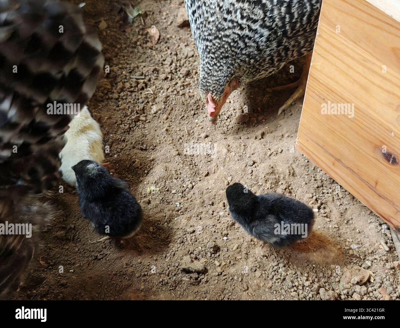 a symbol of chicken in poultry husbandry and animal farming chicken in ...