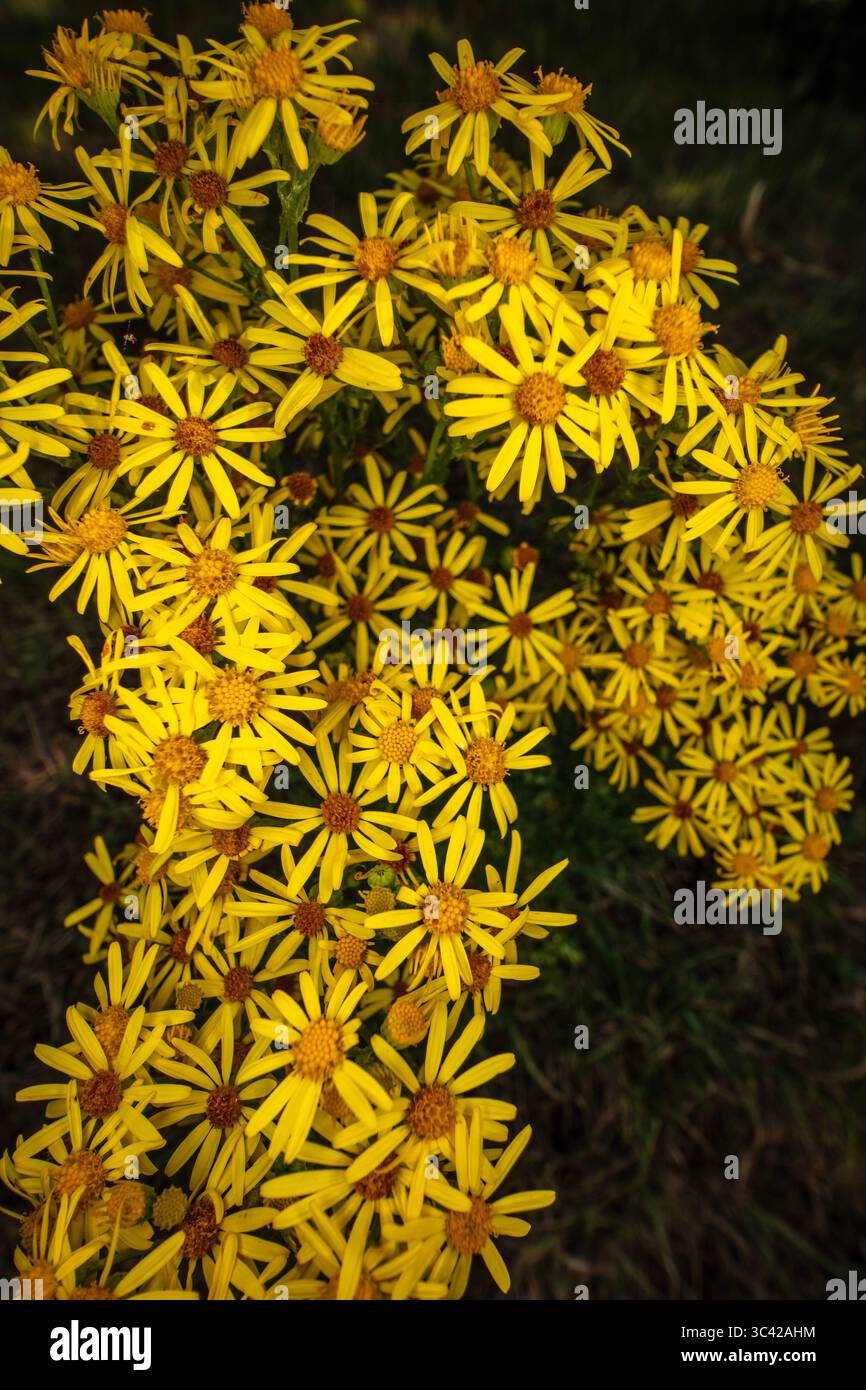 Natural close up, forced perspective with wide angle background ...