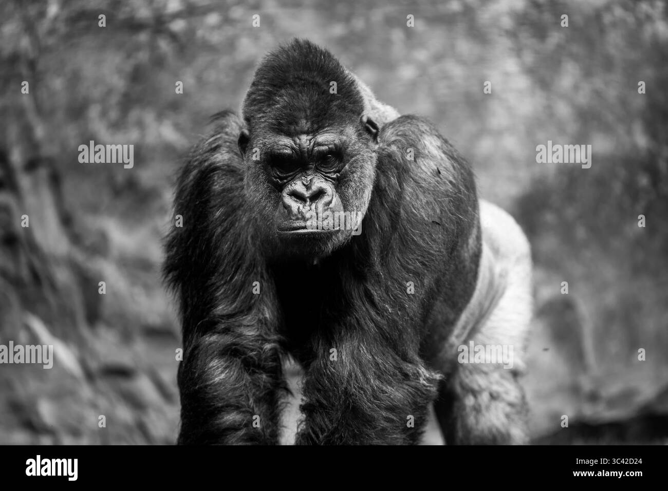 Face portrait of a gorilla male, severe silverback, on rock background ...