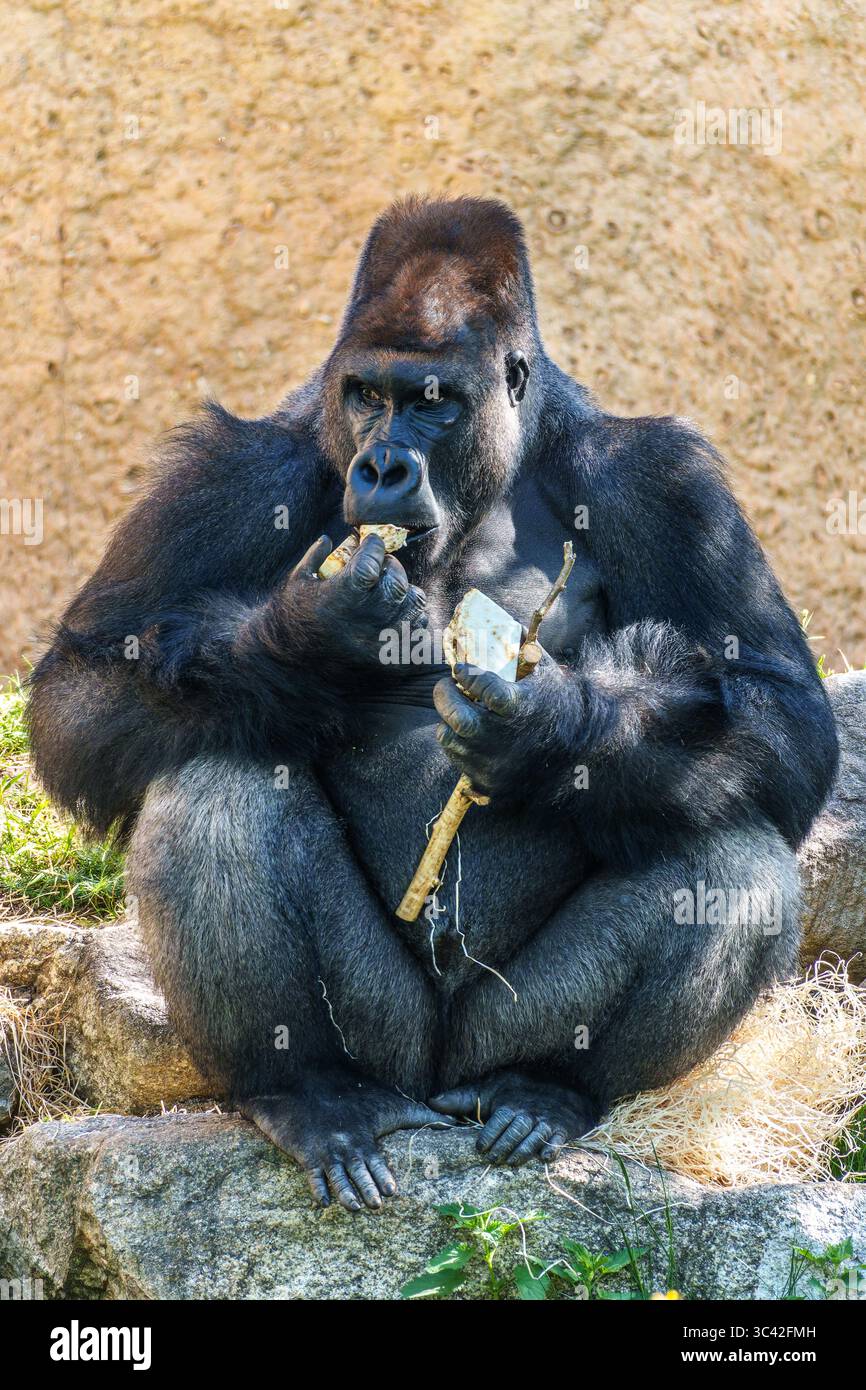 Gorillas are ground-dwelling, predominantly herbivorous apes that ...