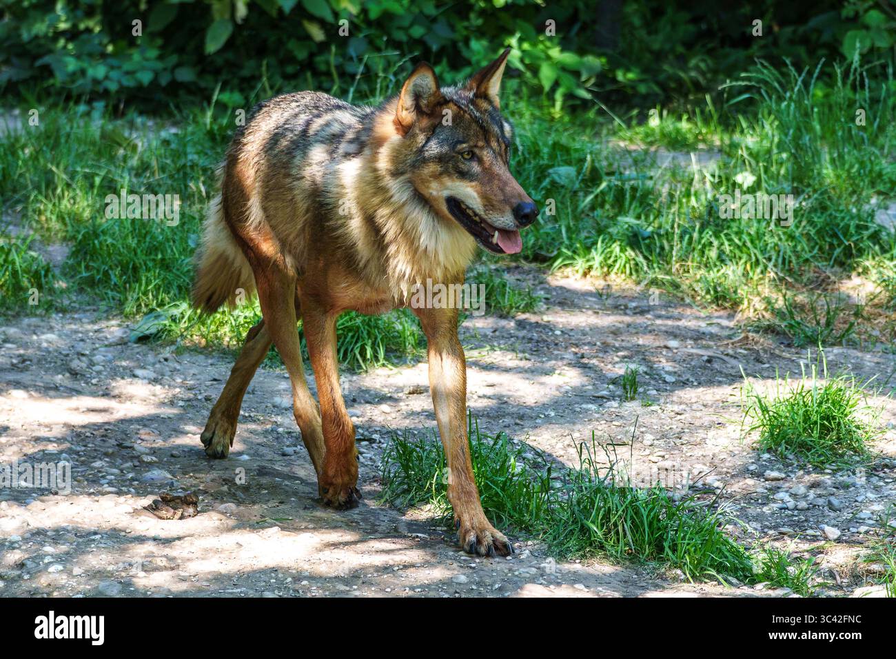 The wolf, Canis lupus, also known as the grey wolf or timber wolf is a ...