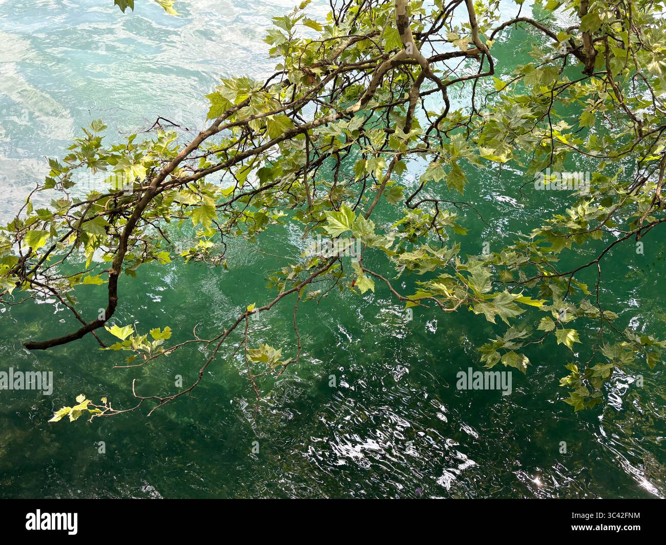 Tree branch with leaves hanging over water surface hi-res stock ...