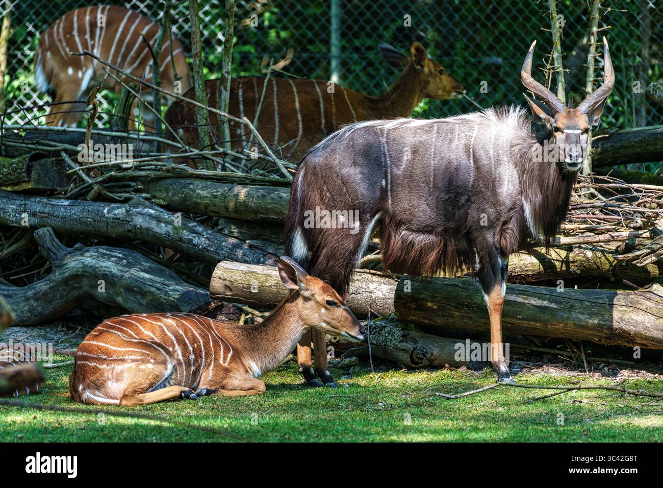 The nyala, Tragelaphus angasii is a spiral-horned antelope native to ...