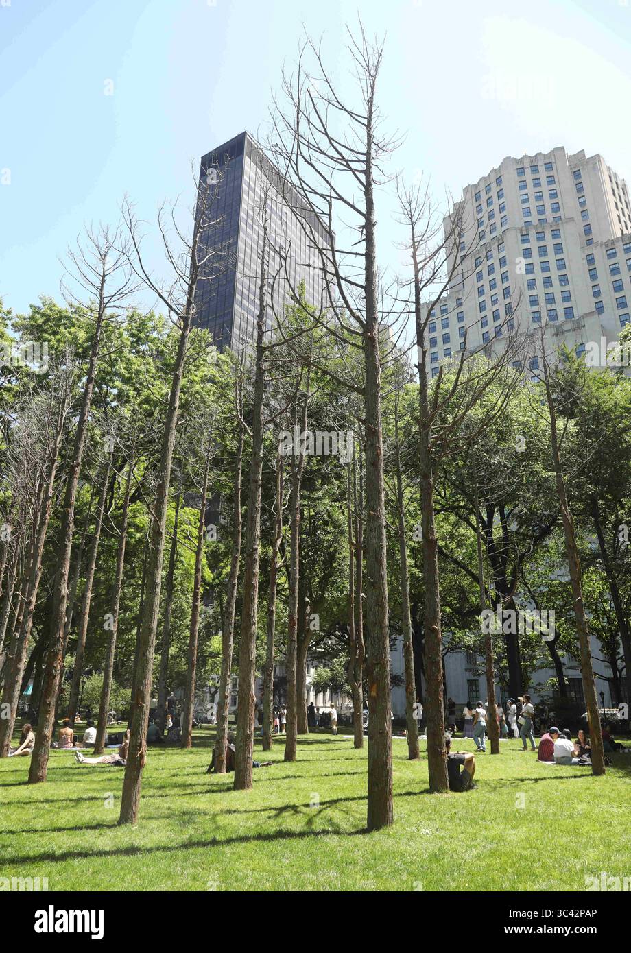 May 15, 2021, New York, New York, USA: A view of the 'Ghost Forest ...