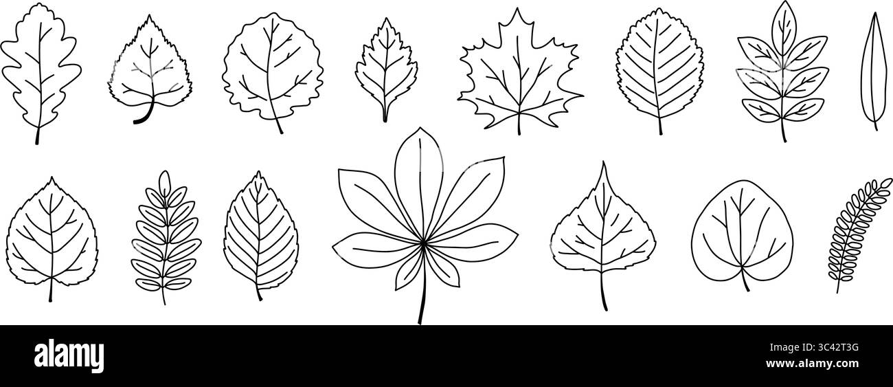 Tilia trees Stock Vector Images - Alamy
