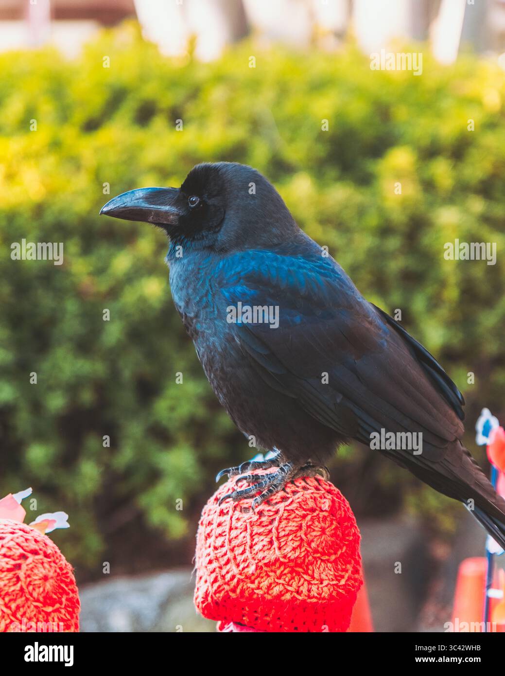 View of a sleek, obsidian crow perched atop a vibrant red, textured ...