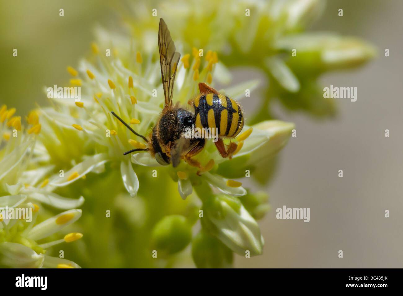 Anthidium oblongatum hi-res stock photography and images - Alamy