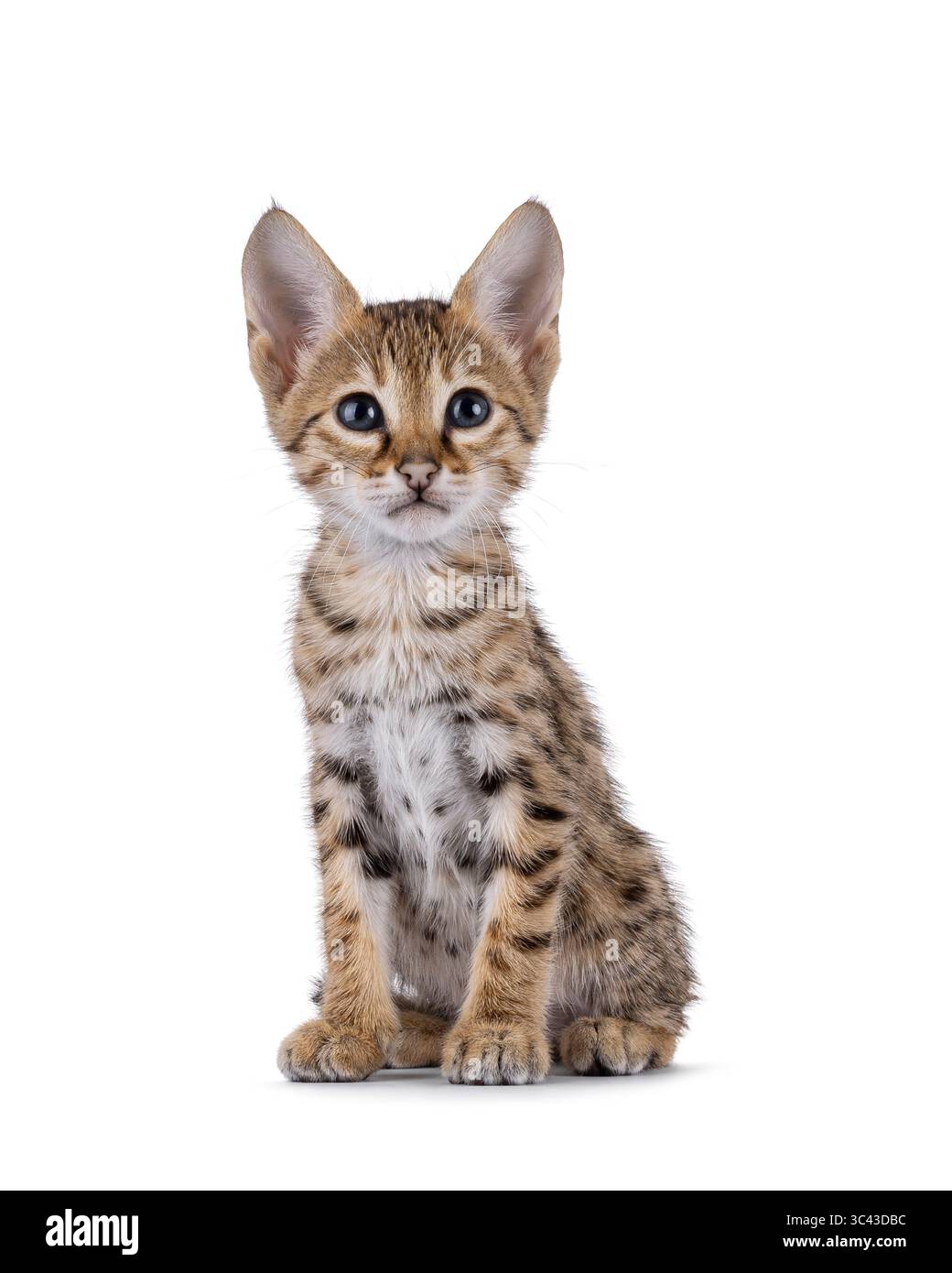 Blue eyed baby close Cut Out Stock Images & Pictures - Alamy