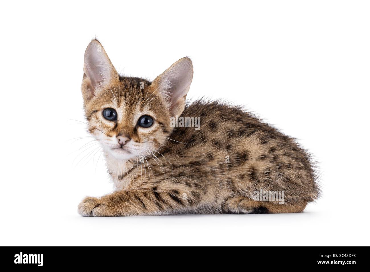 Blue eyed baby close Cut Out Stock Images & Pictures - Alamy